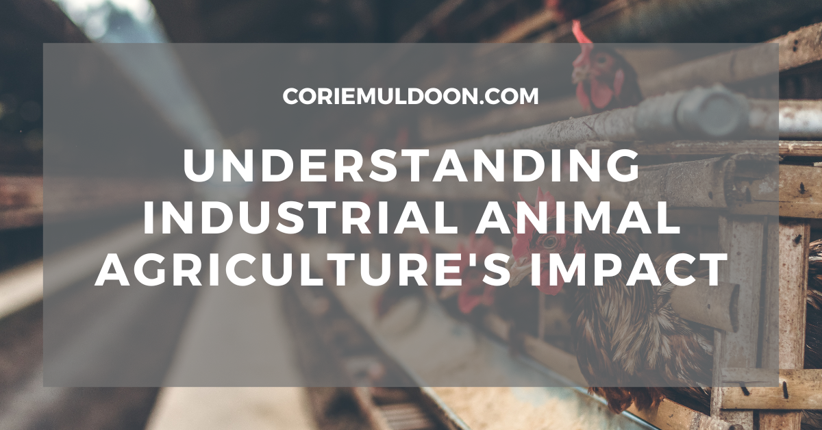 Understanding Industrial Animal Agriculture’s Impact – Core by Corie